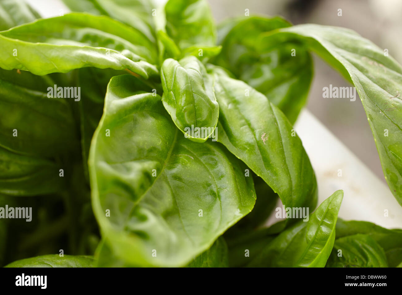 Basil leaves hi-res stock photography and images - Alamy