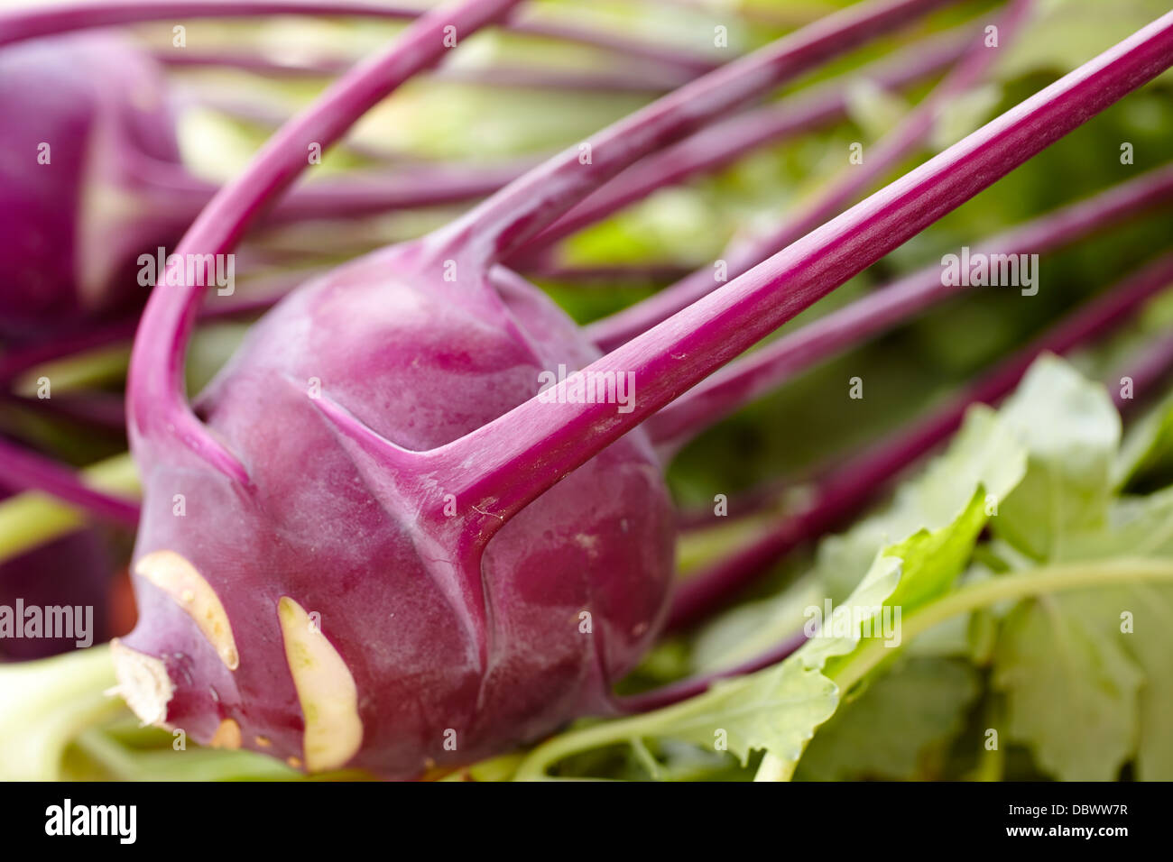Red kohlrabi hi-res stock photography and images - Alamy
