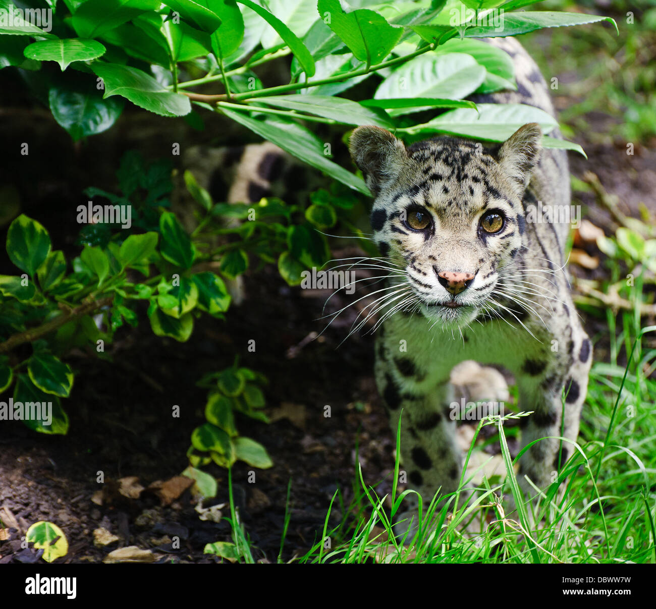 Clouded leopard Neofelis Nebulova big cat in captivity Stock Photo - Alamy