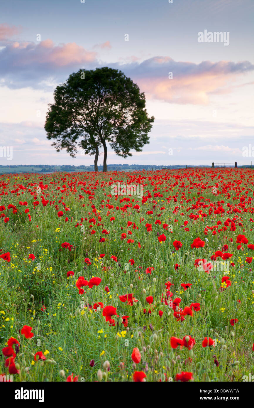 Lone tree & poppy field Stock Photo - Alamy