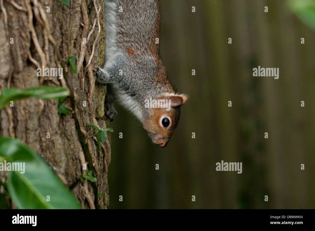 Closeup grey squirrel front paw hi-res stock photography and images - Alamy