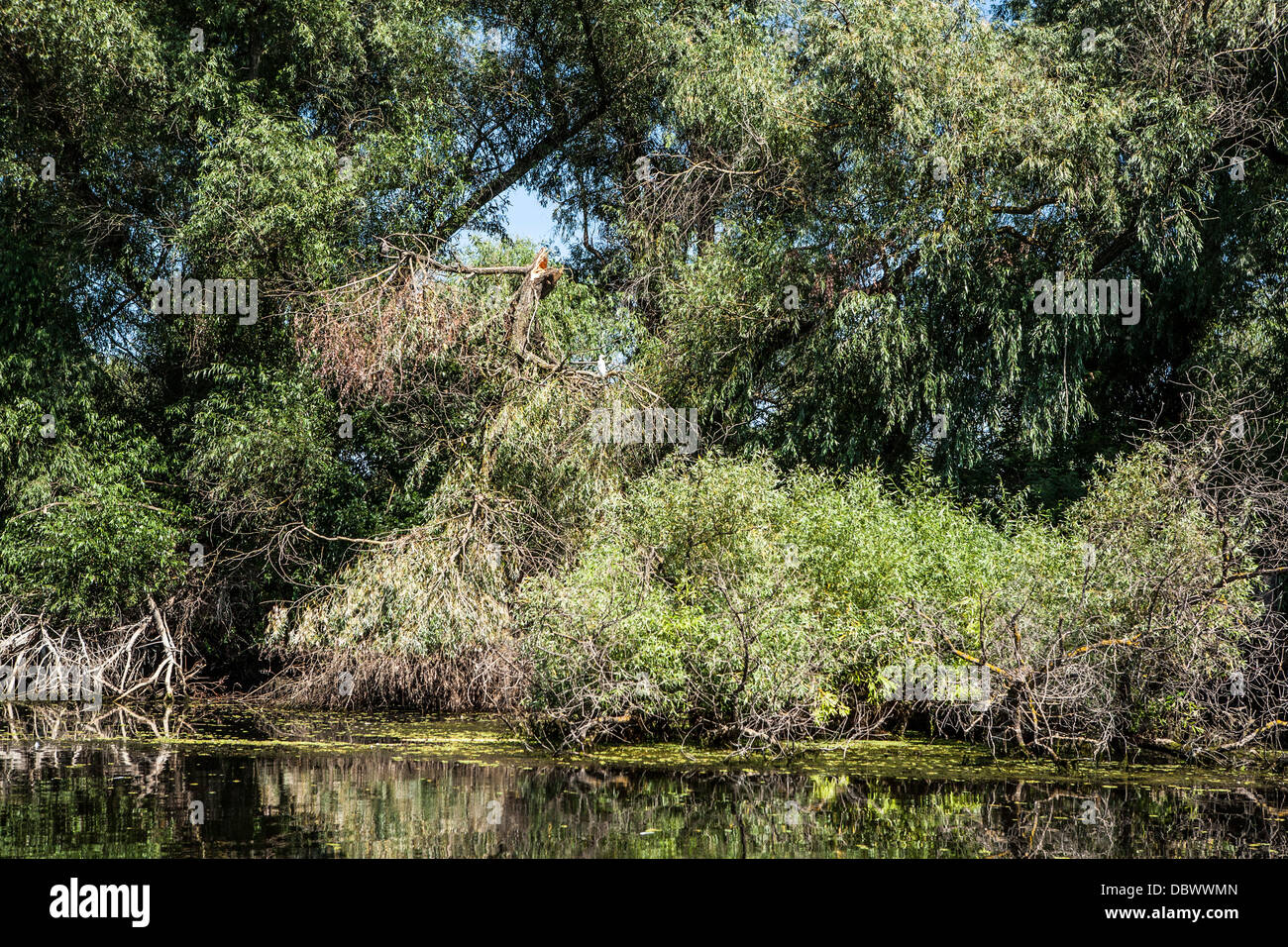 Danube river Delta, beautiful landscape, Romania, Dobrogea, UNESCO ...