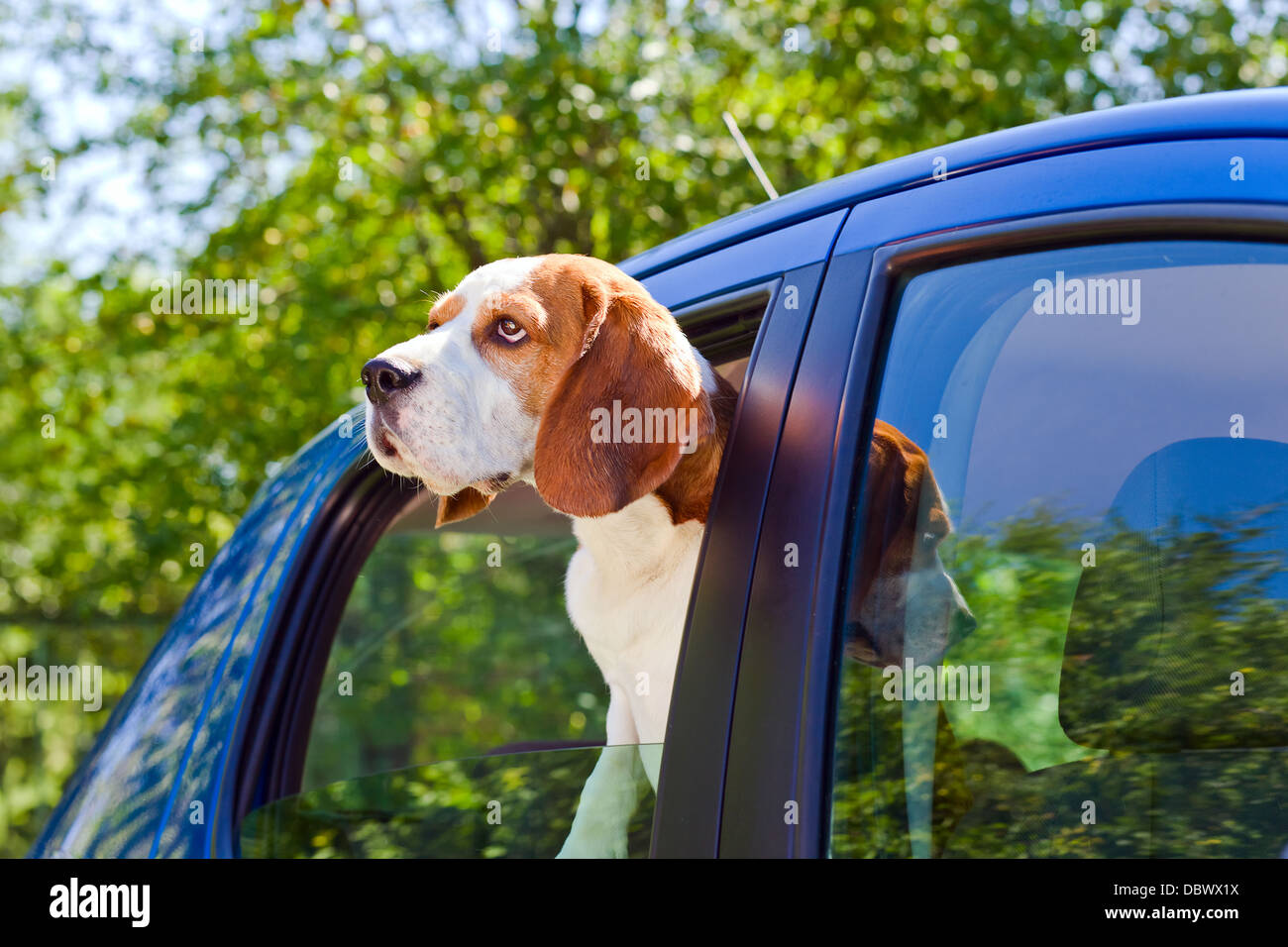 The cute beagle travels in the blue car Stock Photo - Alamy