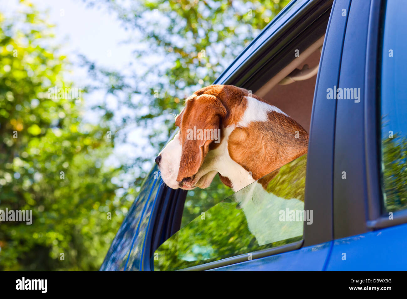 The cute beagle travels in the blue car Stock Photo - Alamy