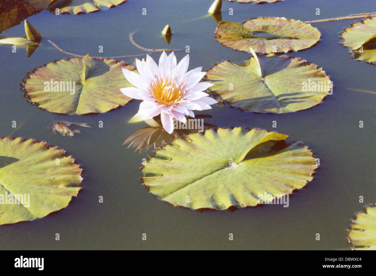 Lotus Flower 2 Stock Photo - Alamy