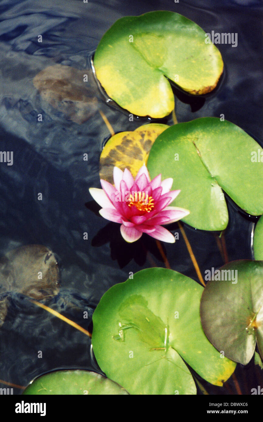 Lotus Flower 1 Stock Photo - Alamy
