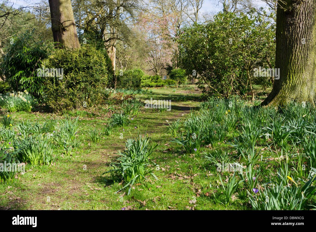 Spring woods hi-res stock photography and images - Alamy