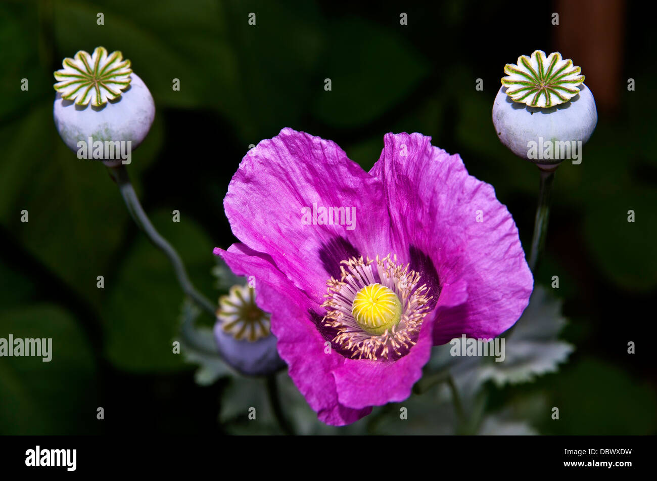 Wildflower colors hi-res stock photography and images - Alamy