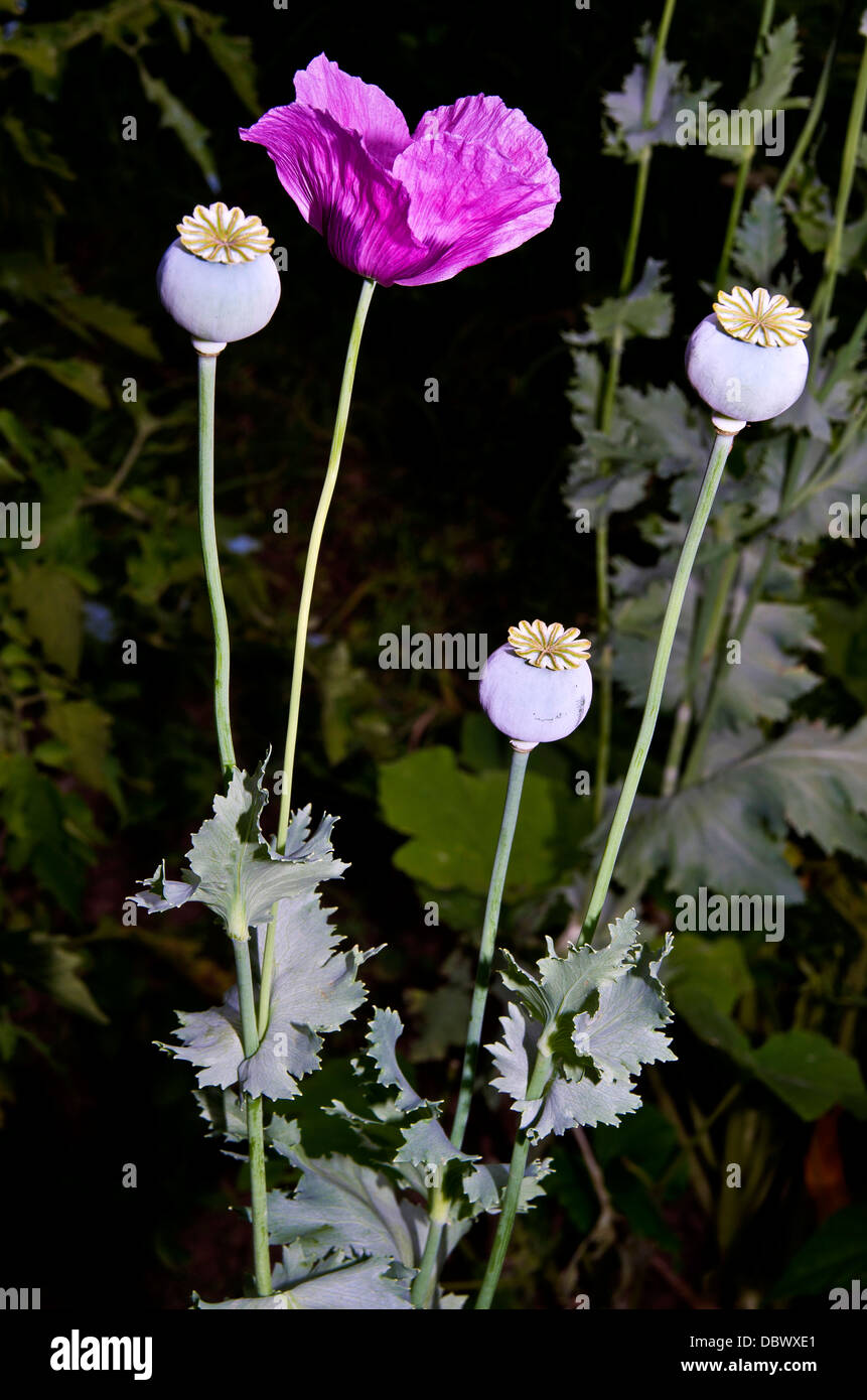Close up poppy hi-res stock photography and images - Alamy