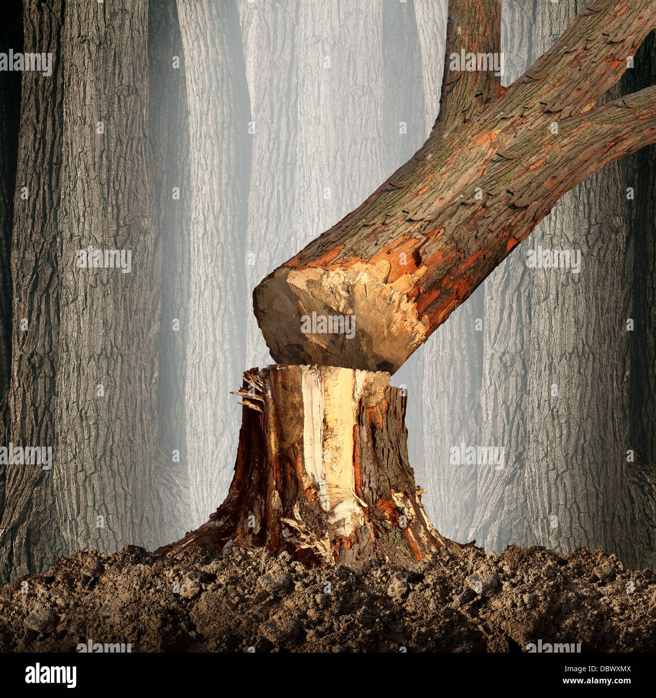 Forest Being Cut Down