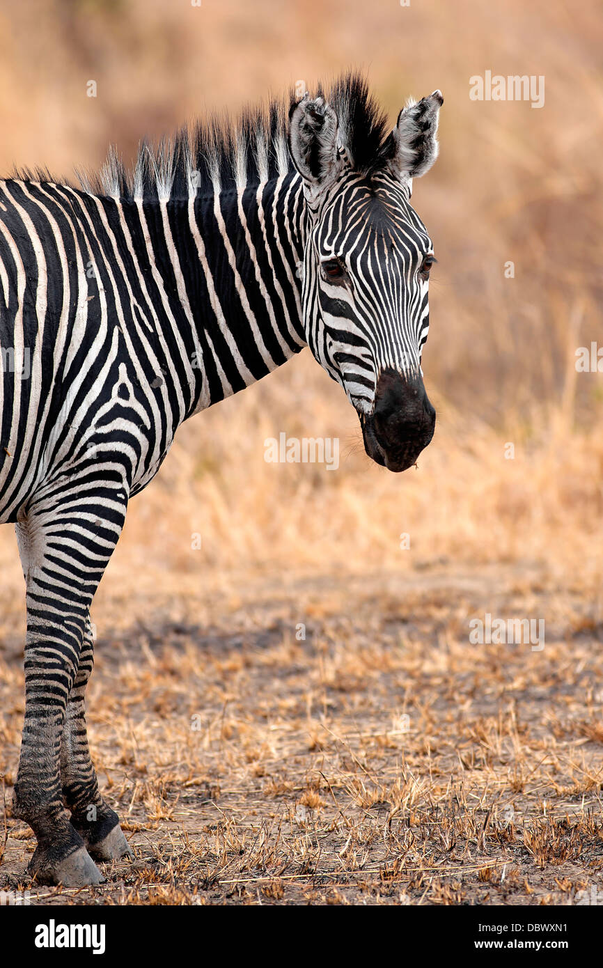 Animals african savannah hi-res stock photography and images - Alamy