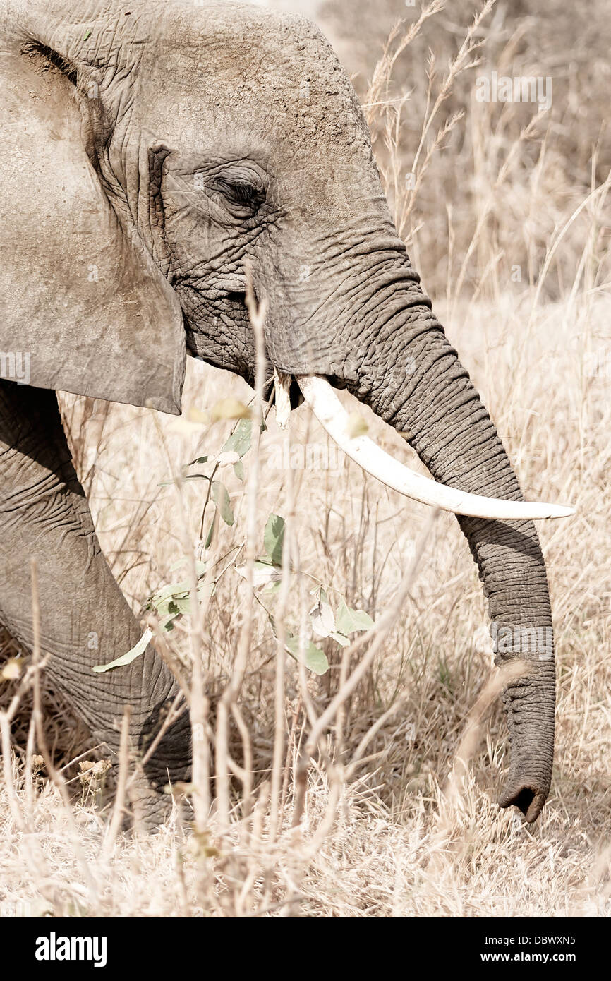 Tall elephant hi-res stock photography and images - Alamy