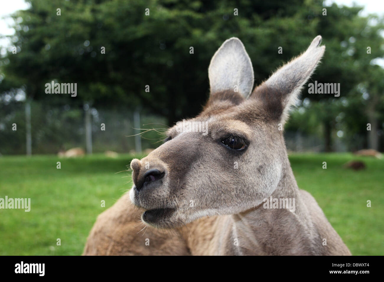 A close up shot of the head and shoulders of a Kangaroo Stock Photo - Alamy