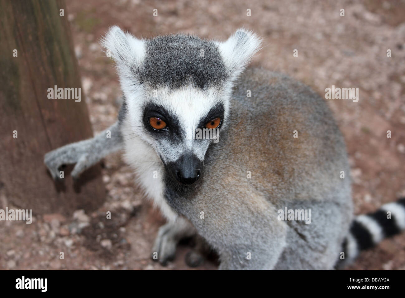ring tailed lemur Stock Photo - Alamy