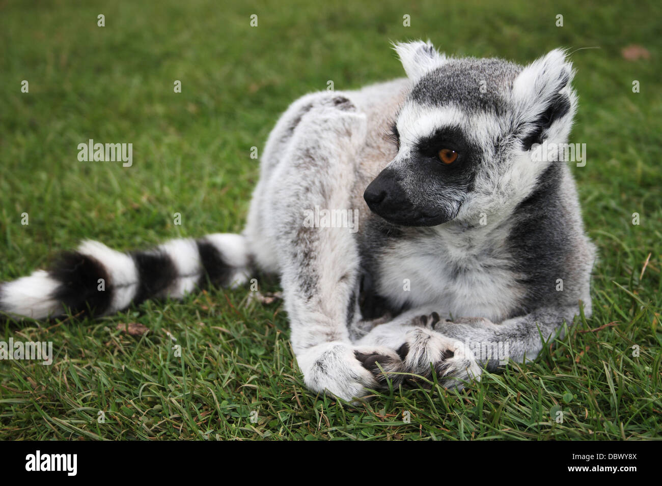 Lemur nose hi-res stock photography and images - Alamy