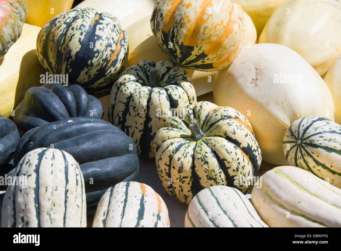 Selection of squash for sale on a stall at the Kittitas County Farmer's ...