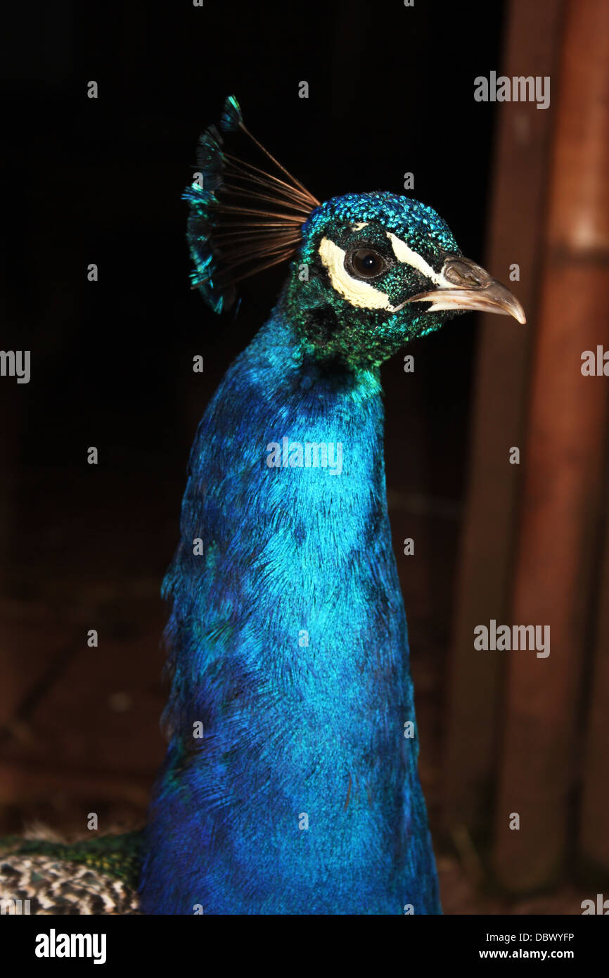Dark blue peacock hi-res stock photography and images - Alamy