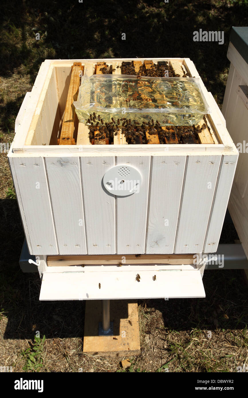 Feeding European honey bee (Apis mellifera) colonies with inverted ...