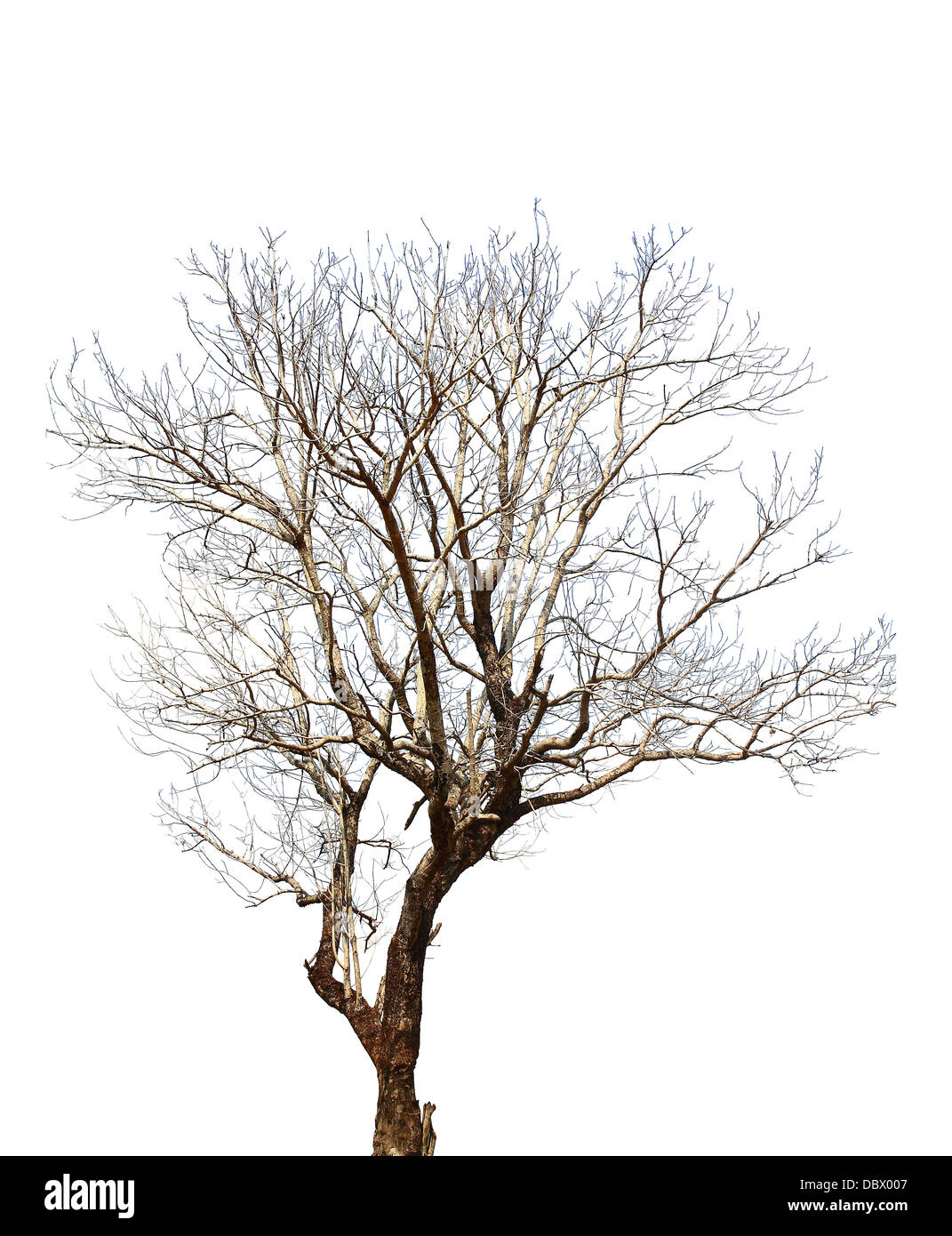 tree on a white background in high definition Stock Photo - Alamy