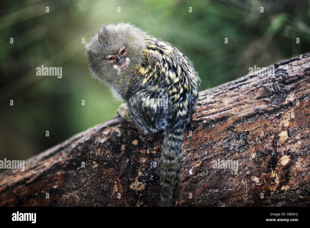 Pygmy royal hi-res stock photography and images - Alamy