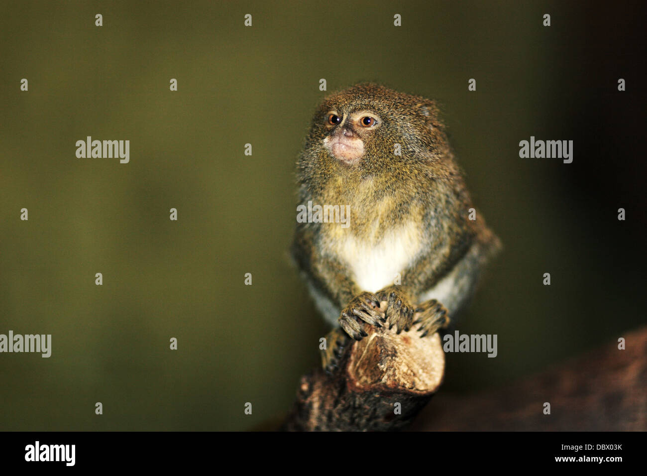Pygmy royal hi-res stock photography and images - Alamy