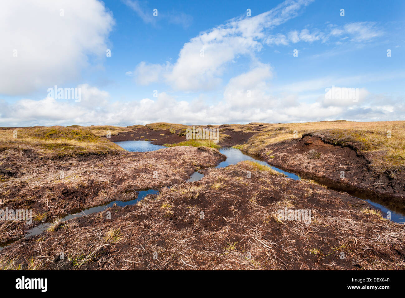 Moorland restoration. Heather brash spread on a moor helping ...