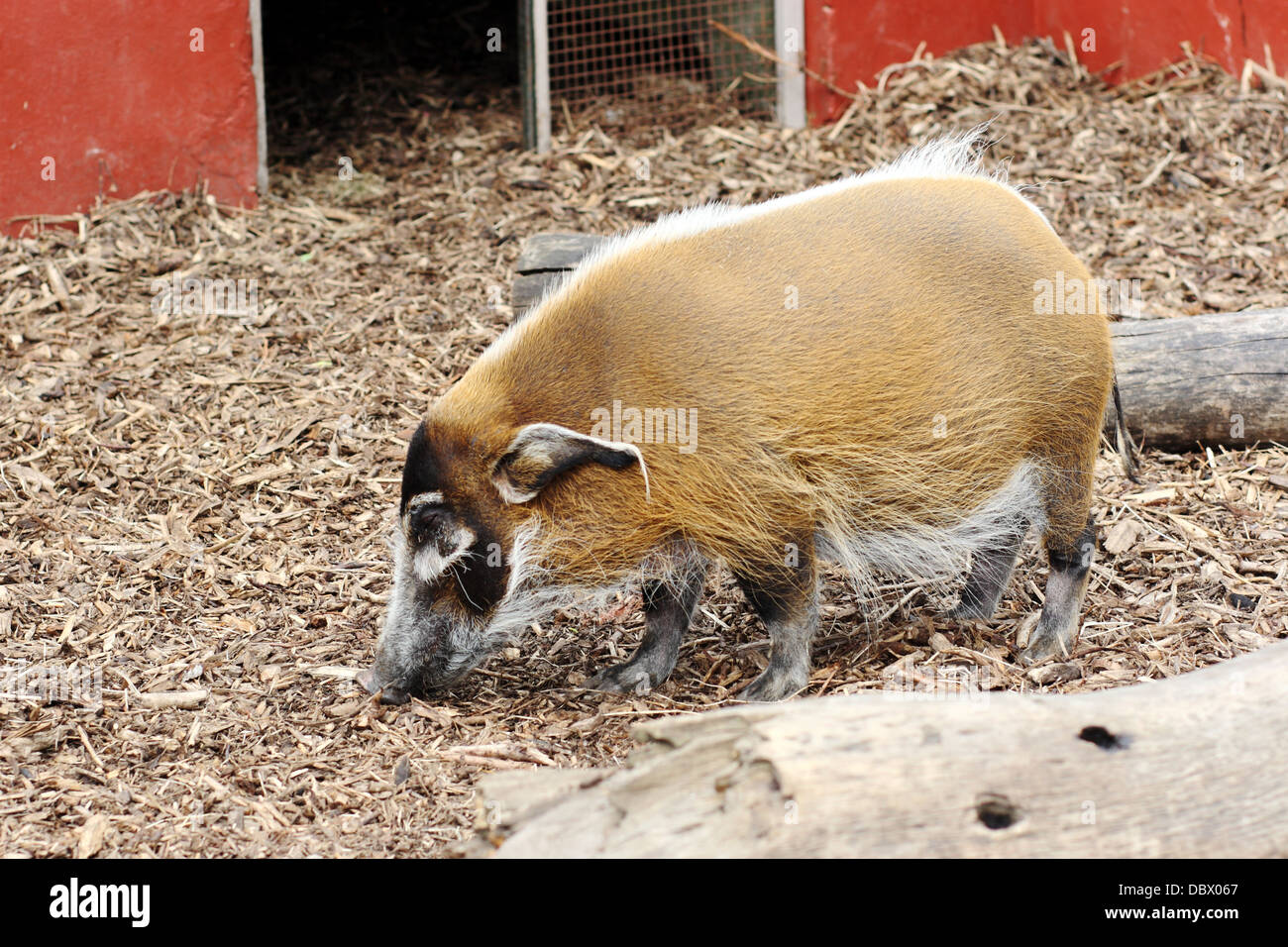 Red river hog mouth hi-res stock photography and images - Alamy
