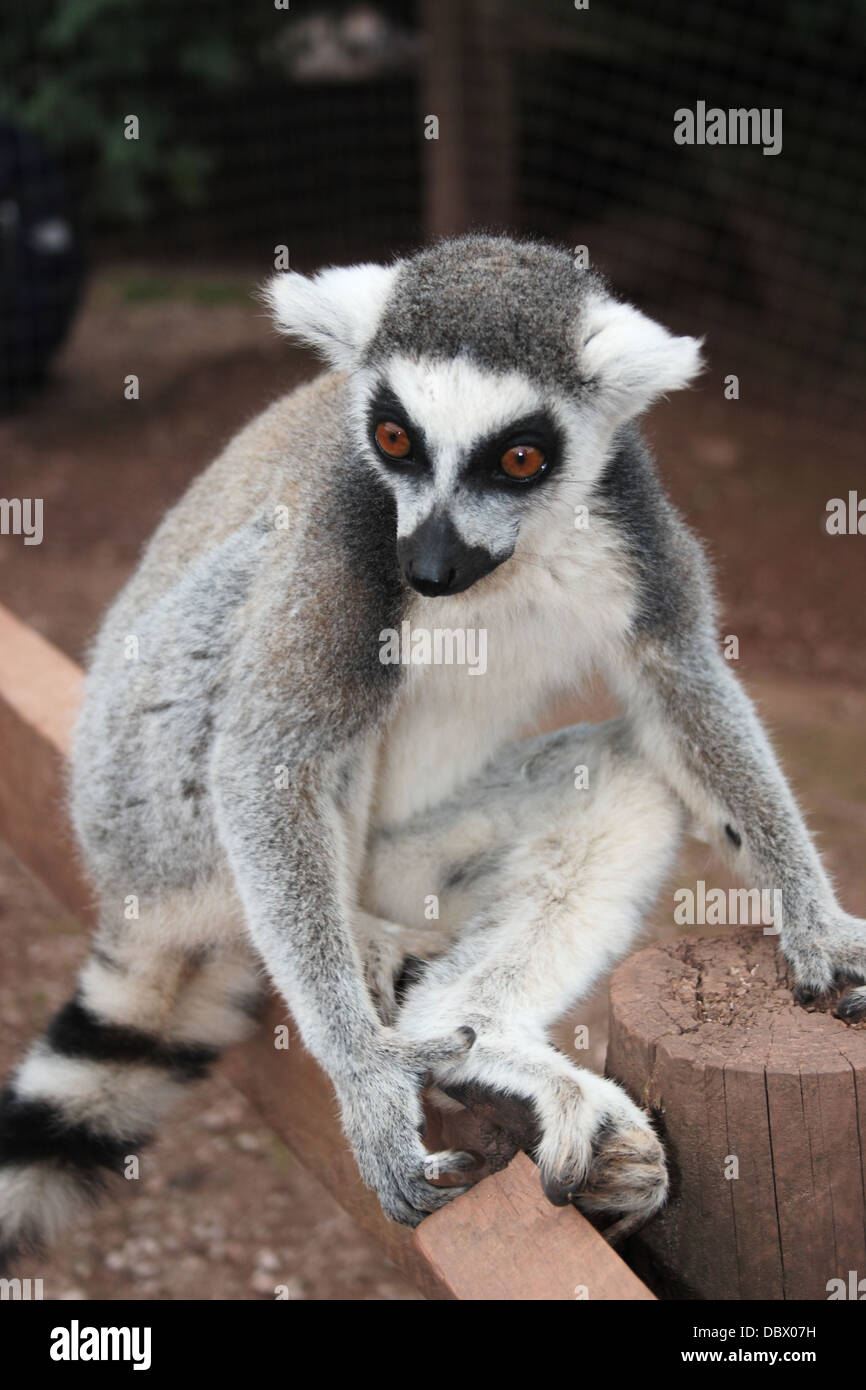 Lemur care hi-res stock photography and images - Alamy