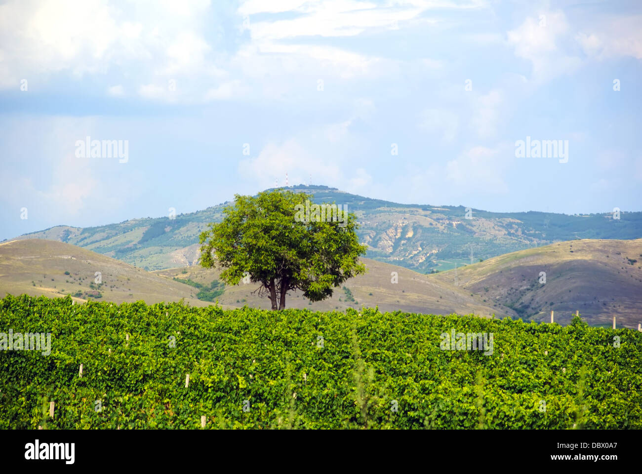Lone apple hi-res stock photography and images - Alamy