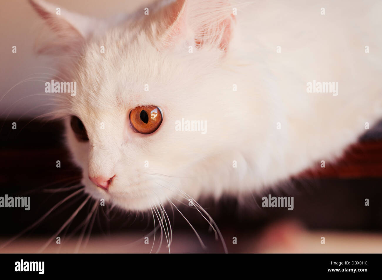 Beautiful white Persian cat Stock Photo - Alamy