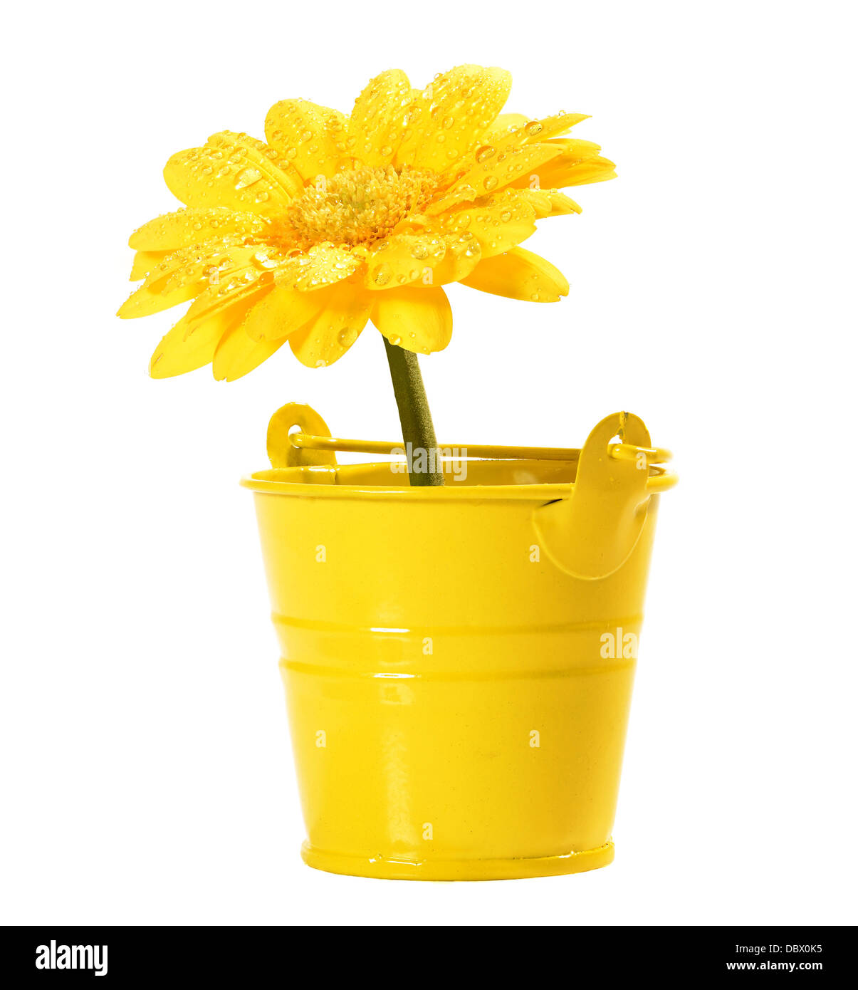 Yellow flower of gerbera in little yellow bucket isolated on white ...
