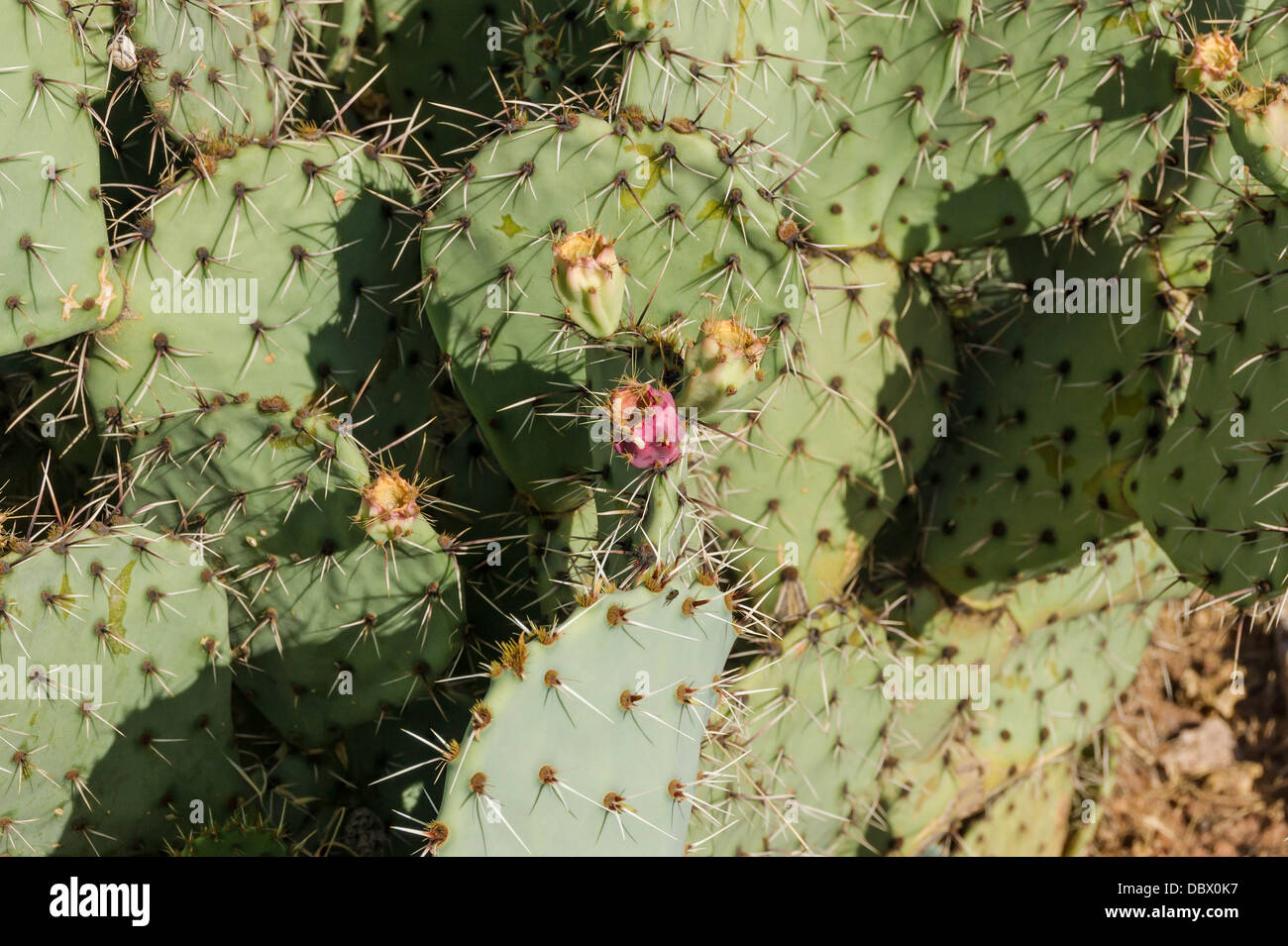 Opuntia ficus-indica, barbary fig, detail. Spain Stock Photo - Alamy