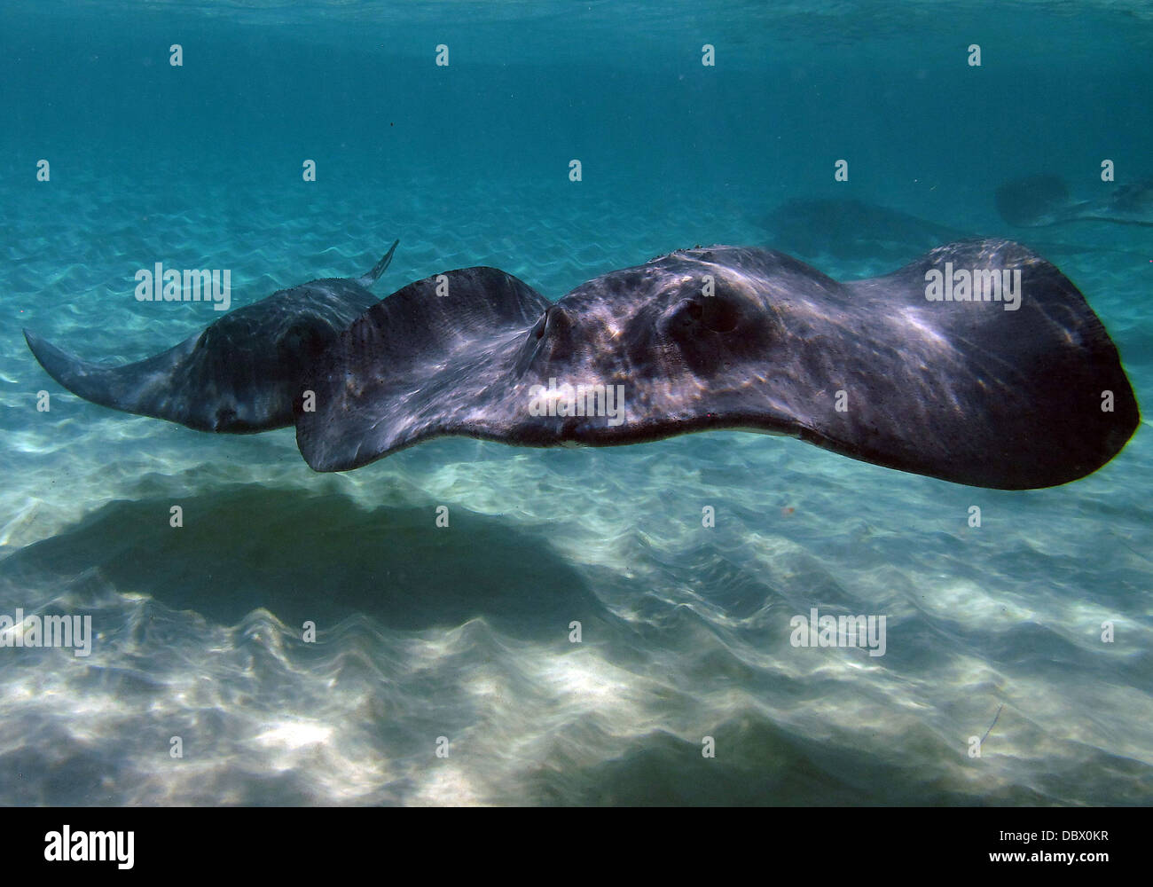 Atlantic stingrays hi-res stock photography and images - Alamy