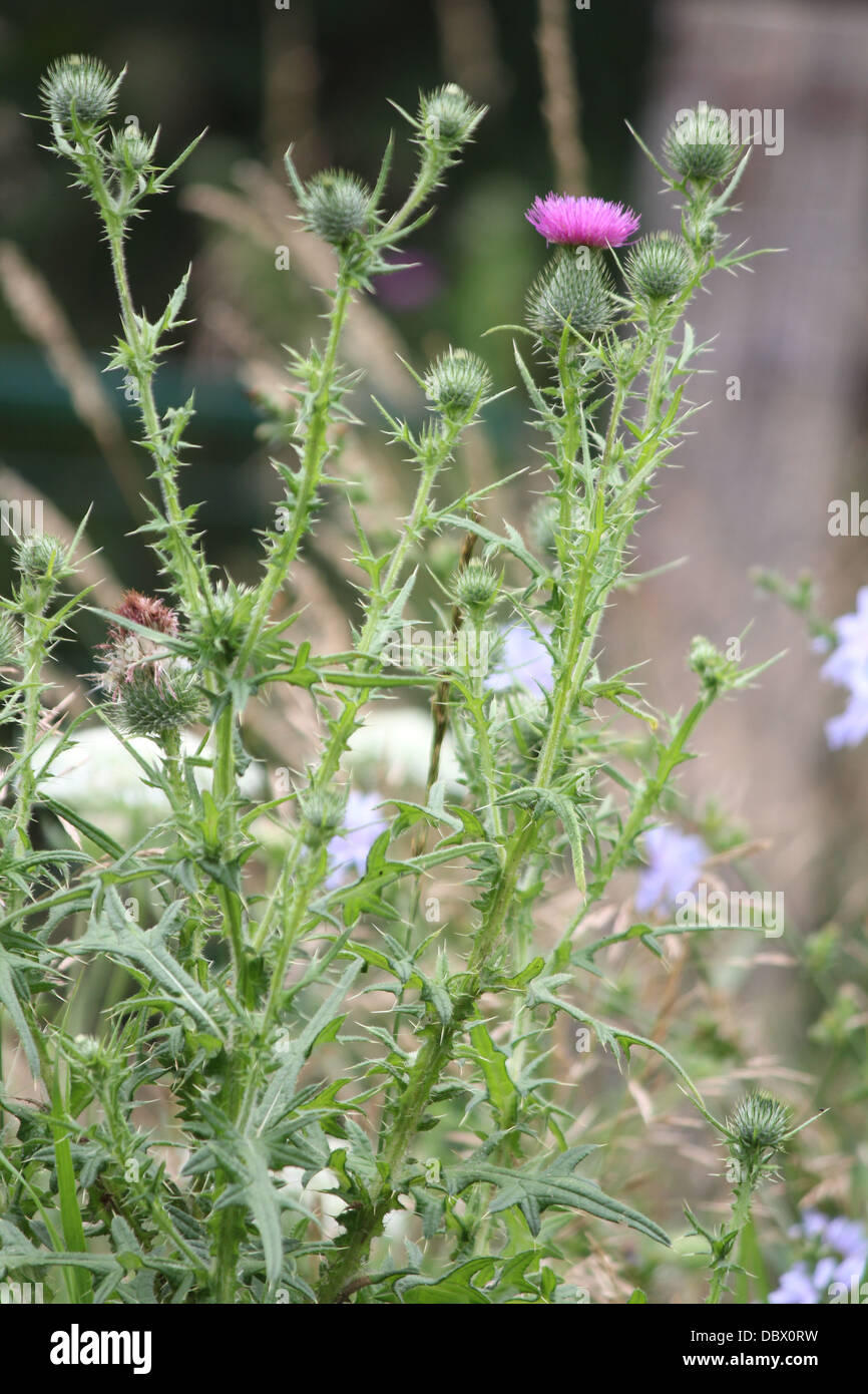 Roadside thistle hi-res stock photography and images - Alamy