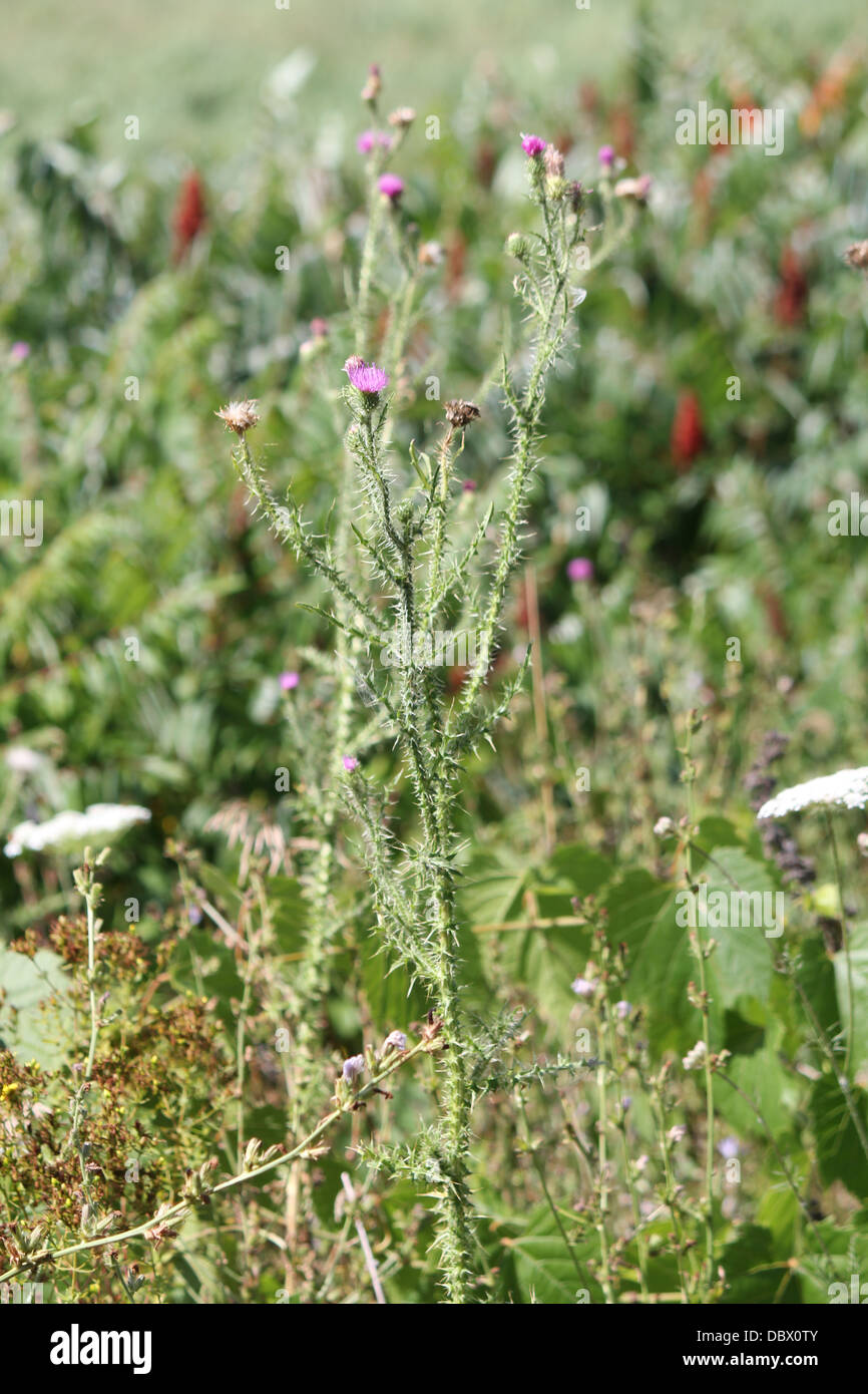 Roadside thistle hi-res stock photography and images - Alamy
