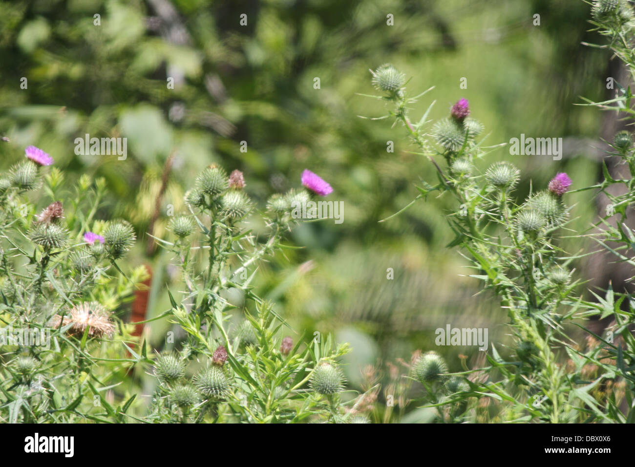 Roadside thistle hi-res stock photography and images - Alamy