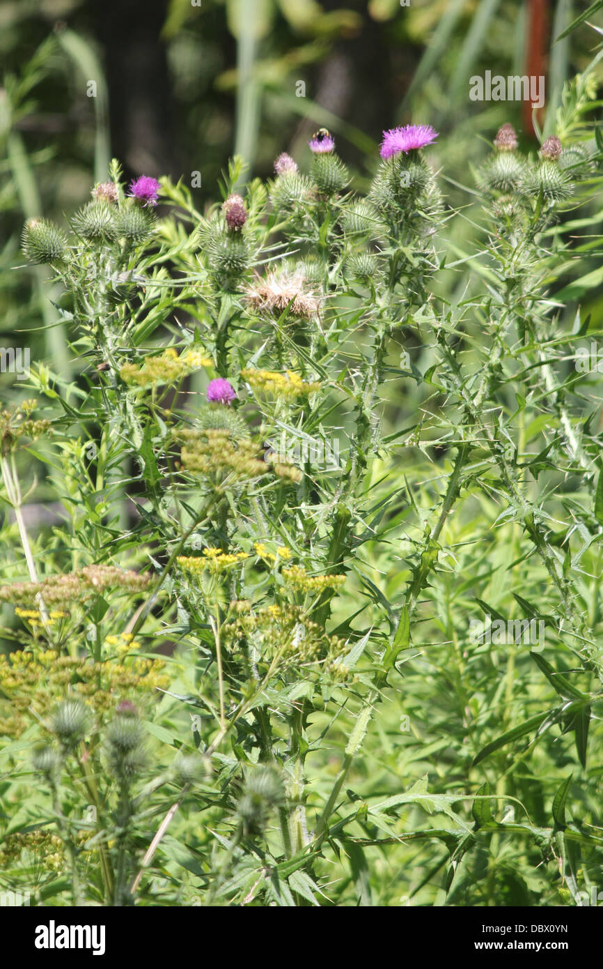 Roadside thistle hi-res stock photography and images - Alamy