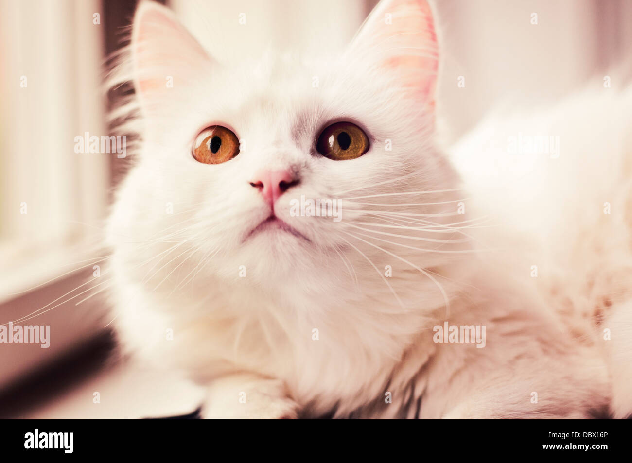 Beautiful white Persian cat Stock Photo - Alamy