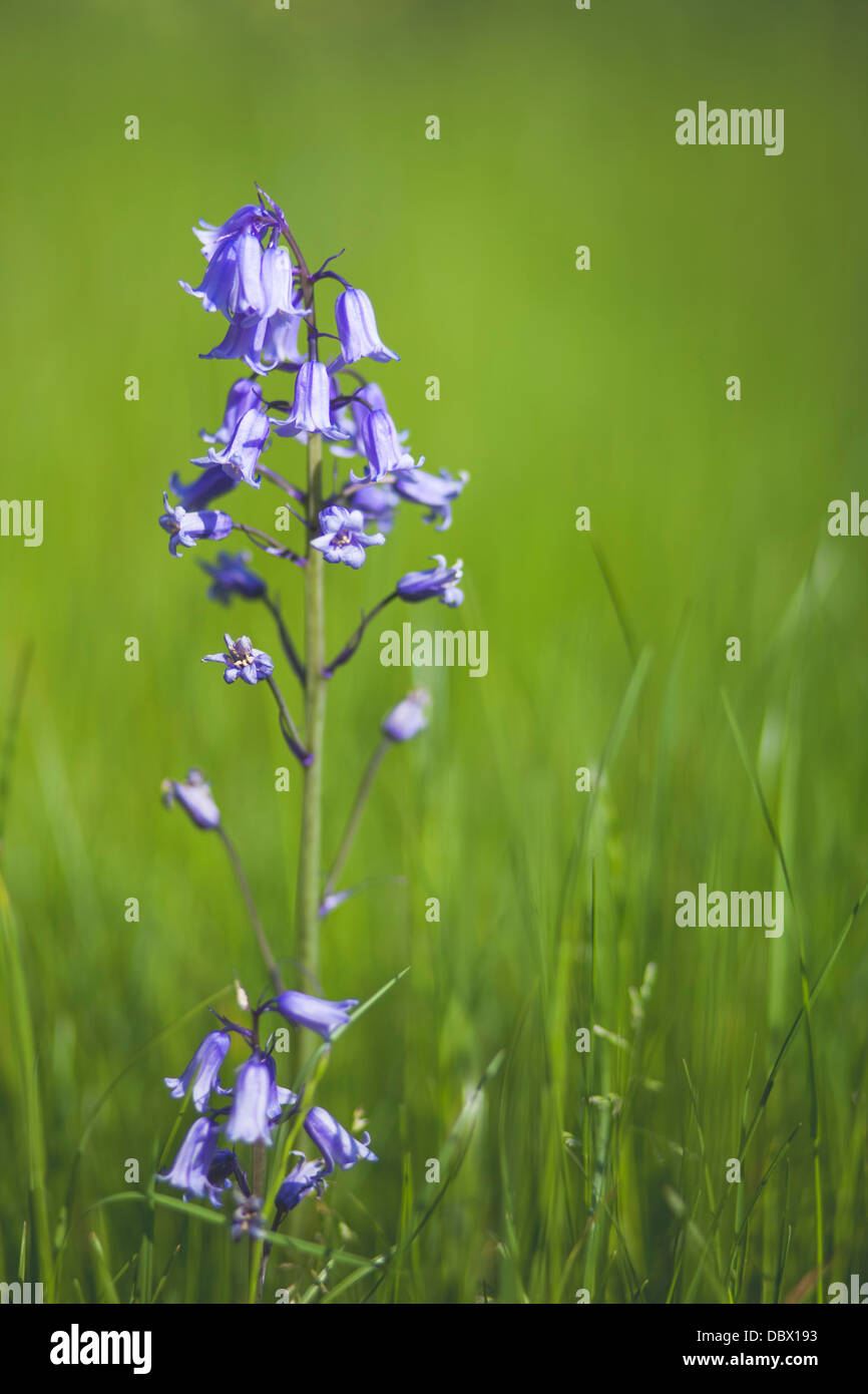 Bluebell flowers in grass Stock Photo - Alamy