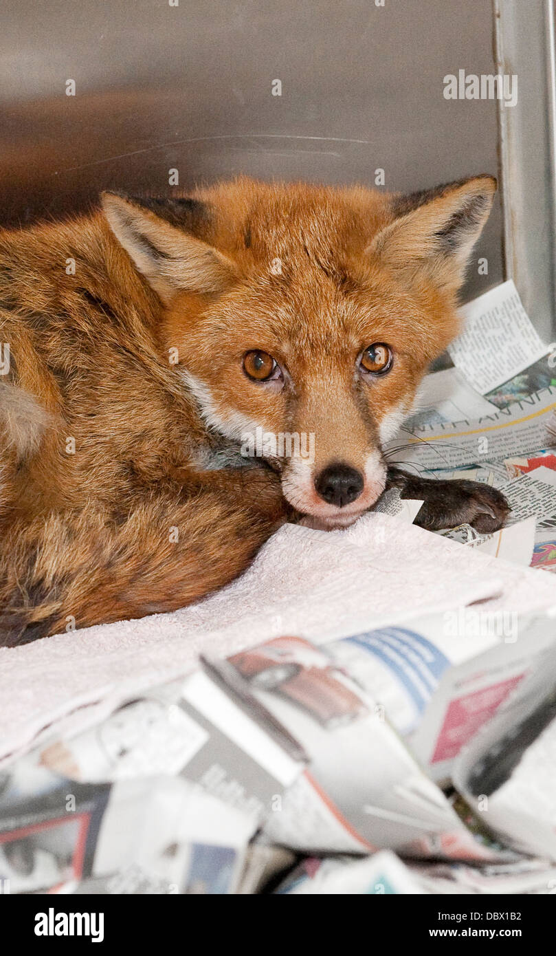 Wildlife rescue centre hi-res stock photography and images - Alamy