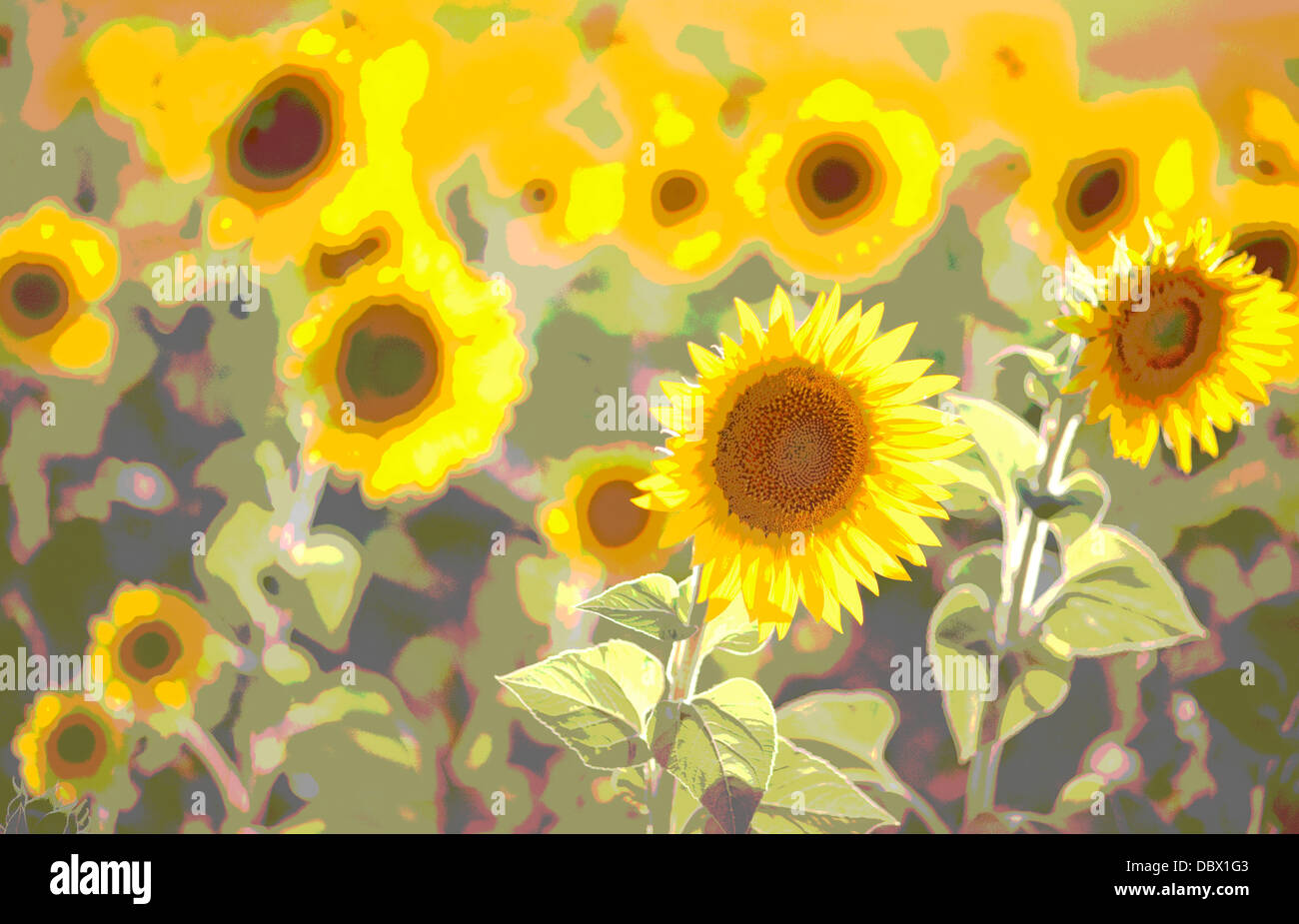 sunflowers ,sunset , solarised Stock Photo - Alamy