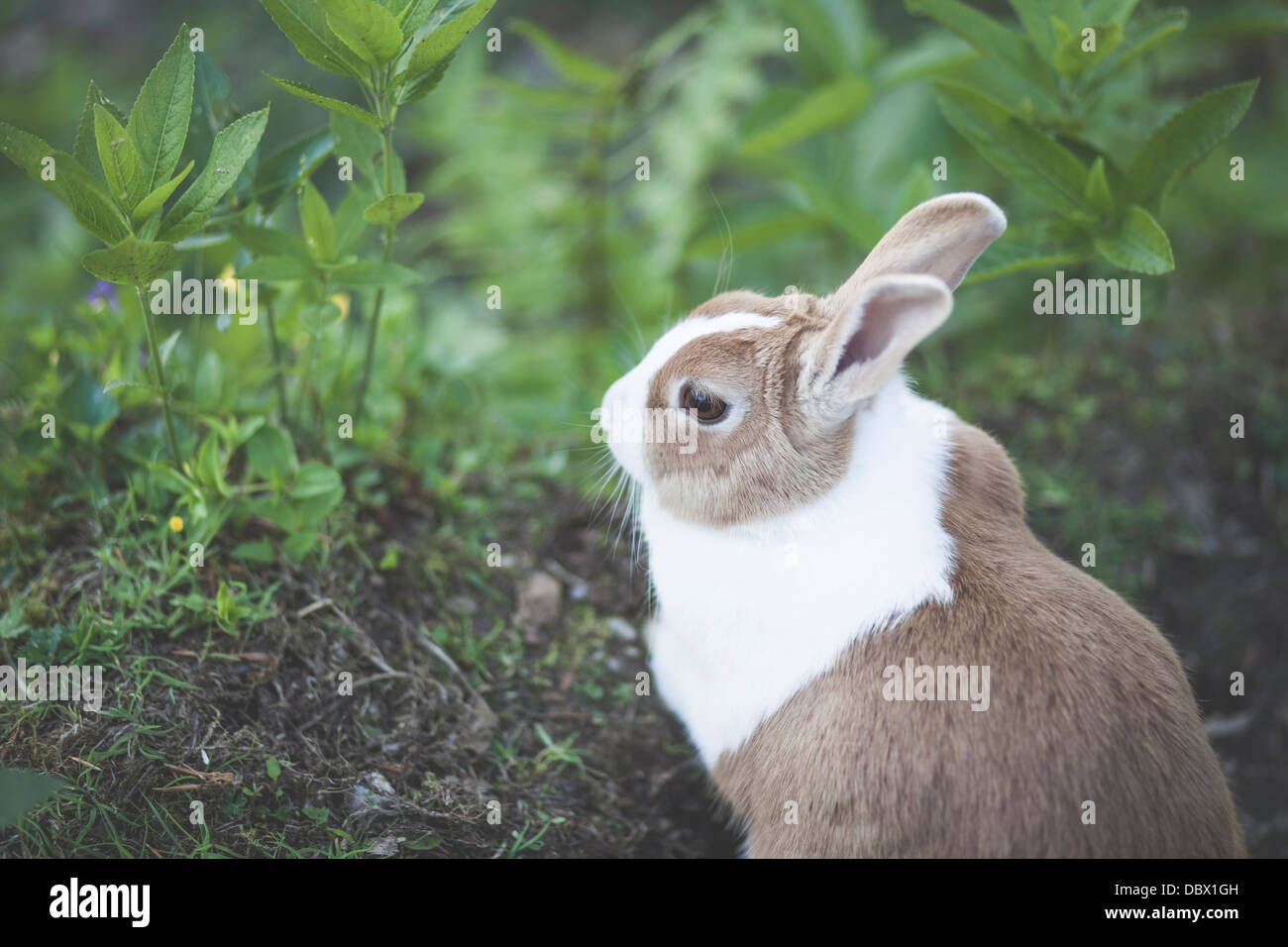 Brown beige and white rabbit sitting amongst grass Stock Photo - Alamy