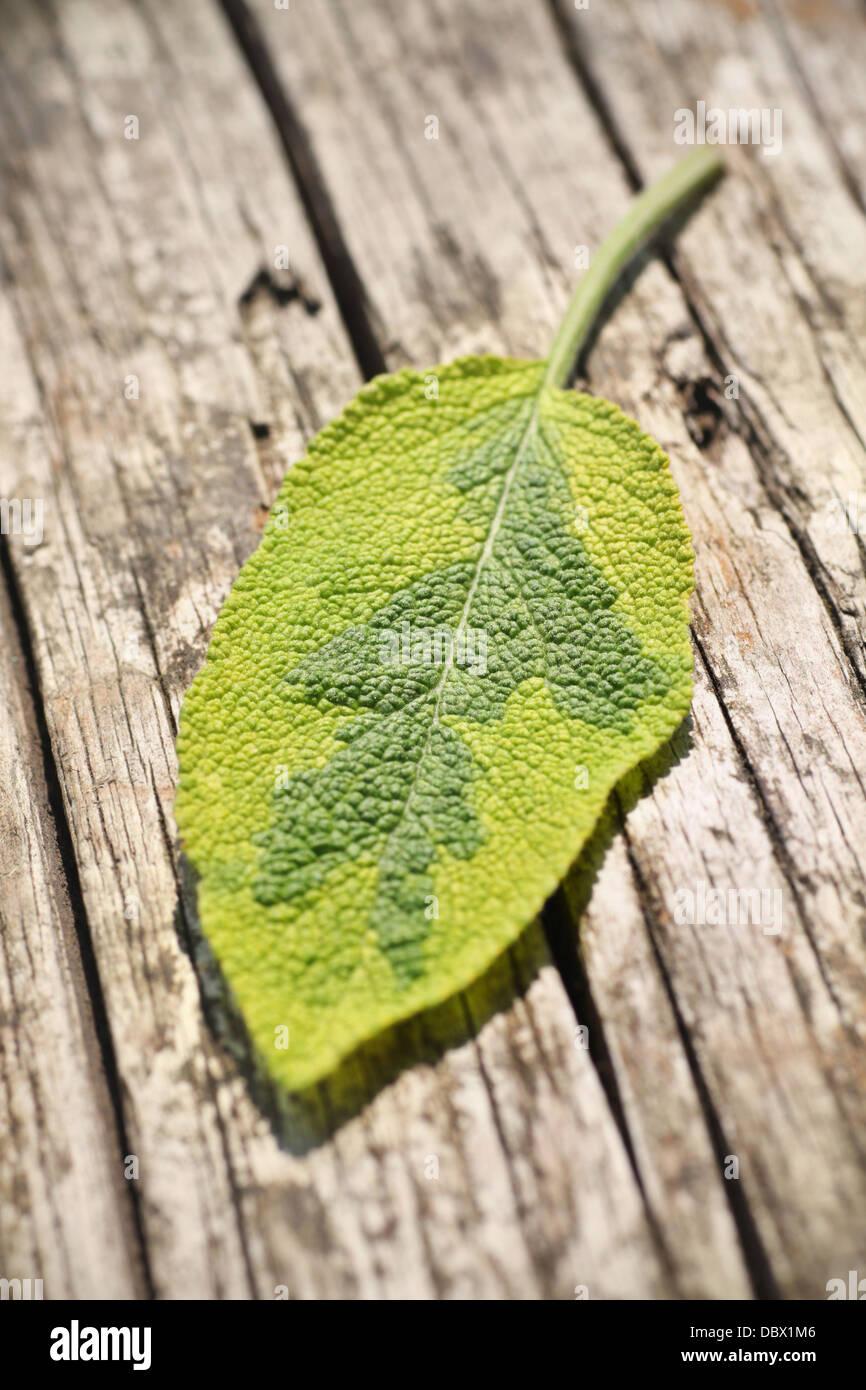 Sage leaf hi-res stock photography and images - Alamy