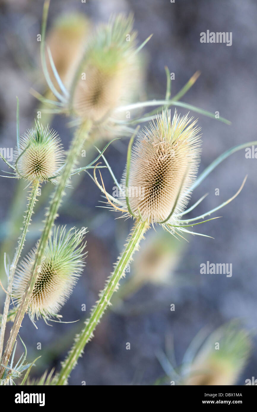 Teasels Stock Photos & Teasels Stock Images - Alamy