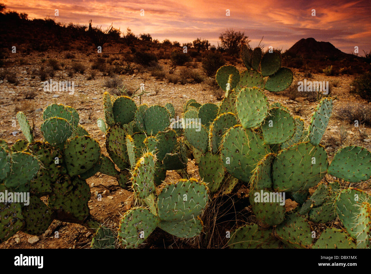 PRICKLY PEAR DESERT CACTUS SCENIC SUNRISE SUNSET ARIZONA USA Stock ...