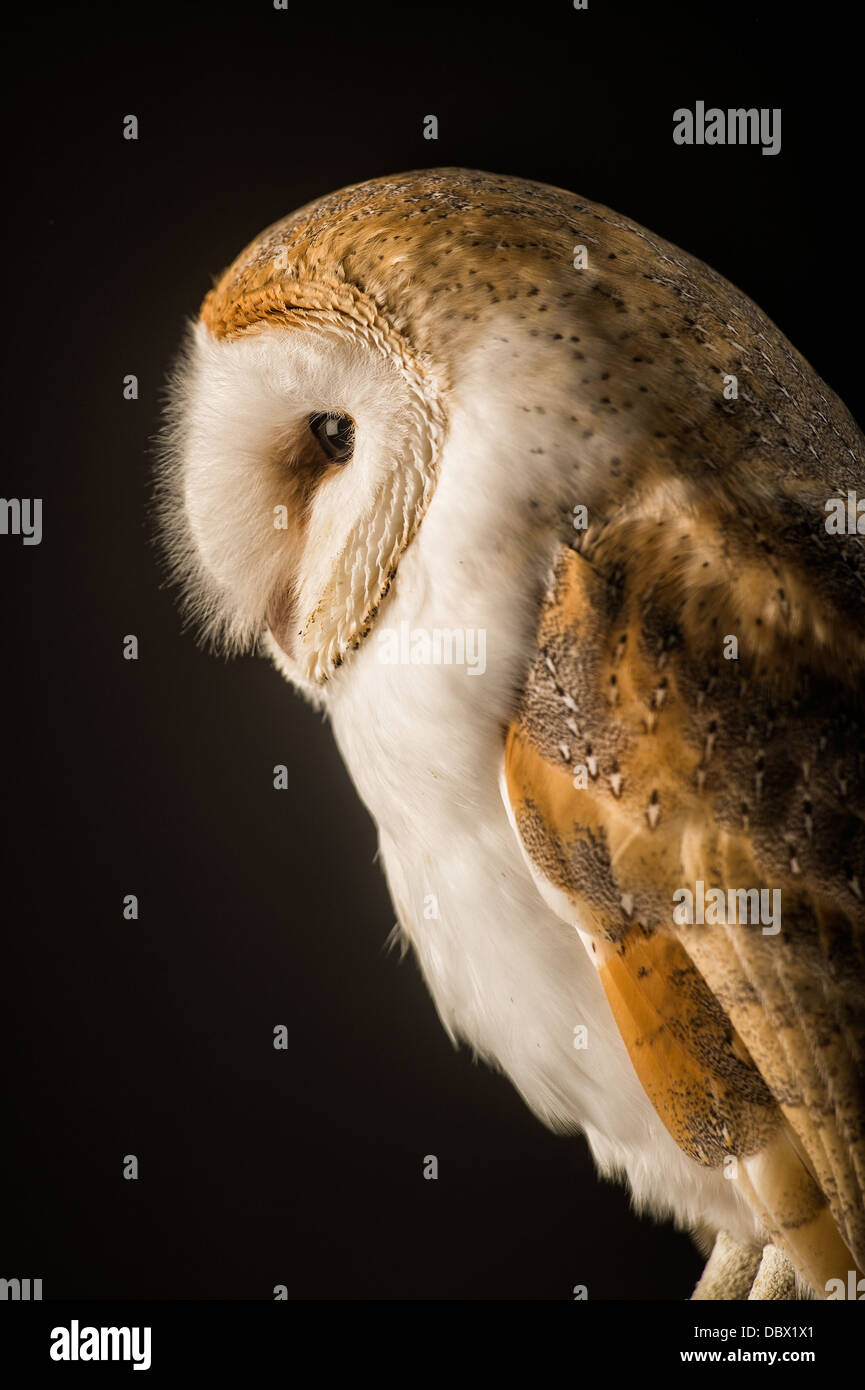 Studio lit portrait of a Barn Owl Stock Photo - Alamy