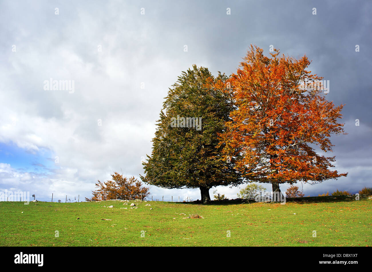 Deciduous Trees In Fall