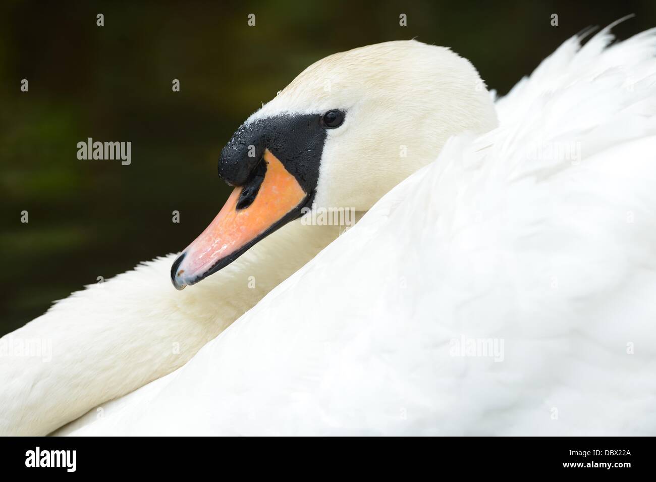 A swan swims along the Outer Alter river in Hamburg, Germany, 04 June ...