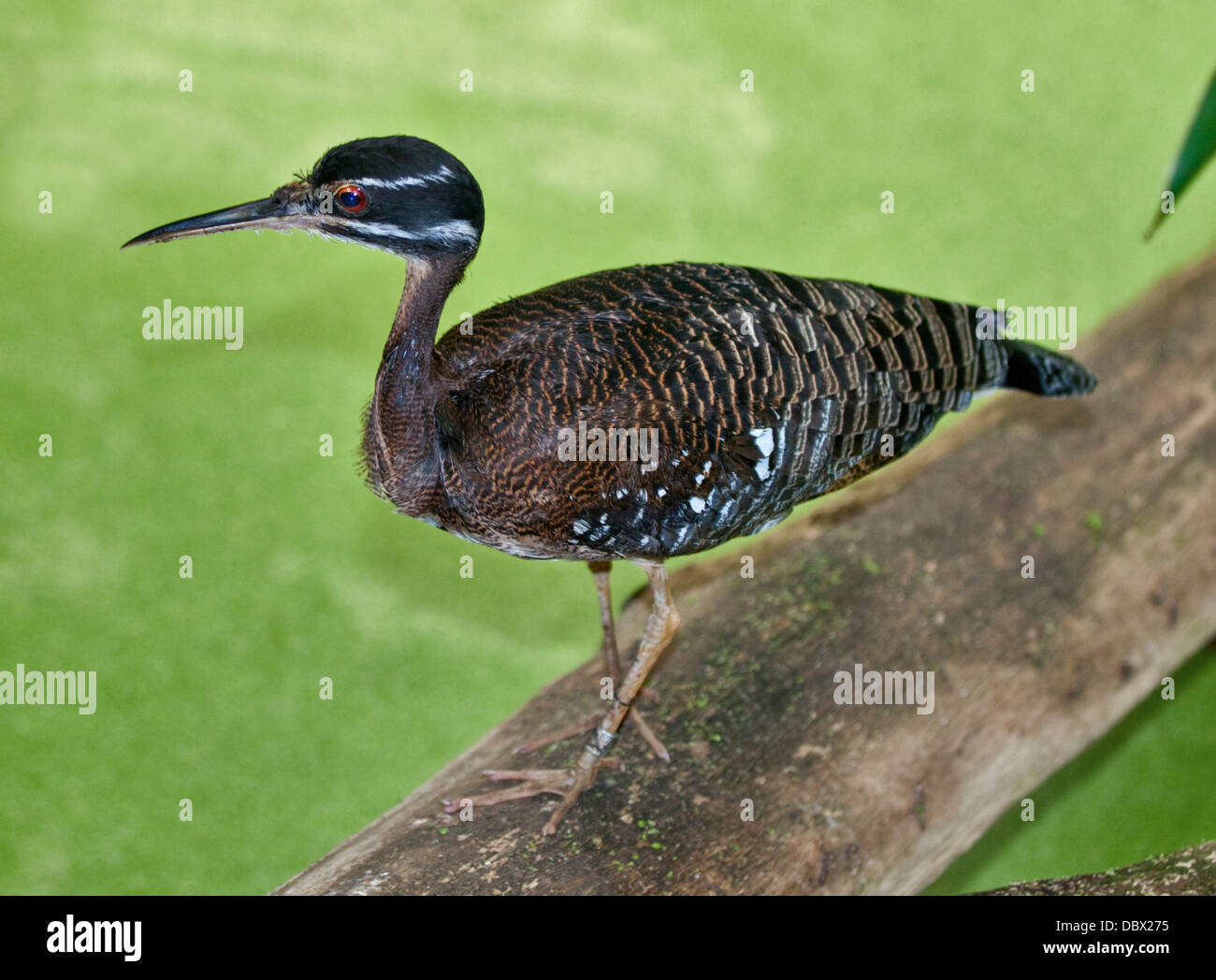 Sunbittern (helias america Stock Photo - Alamy