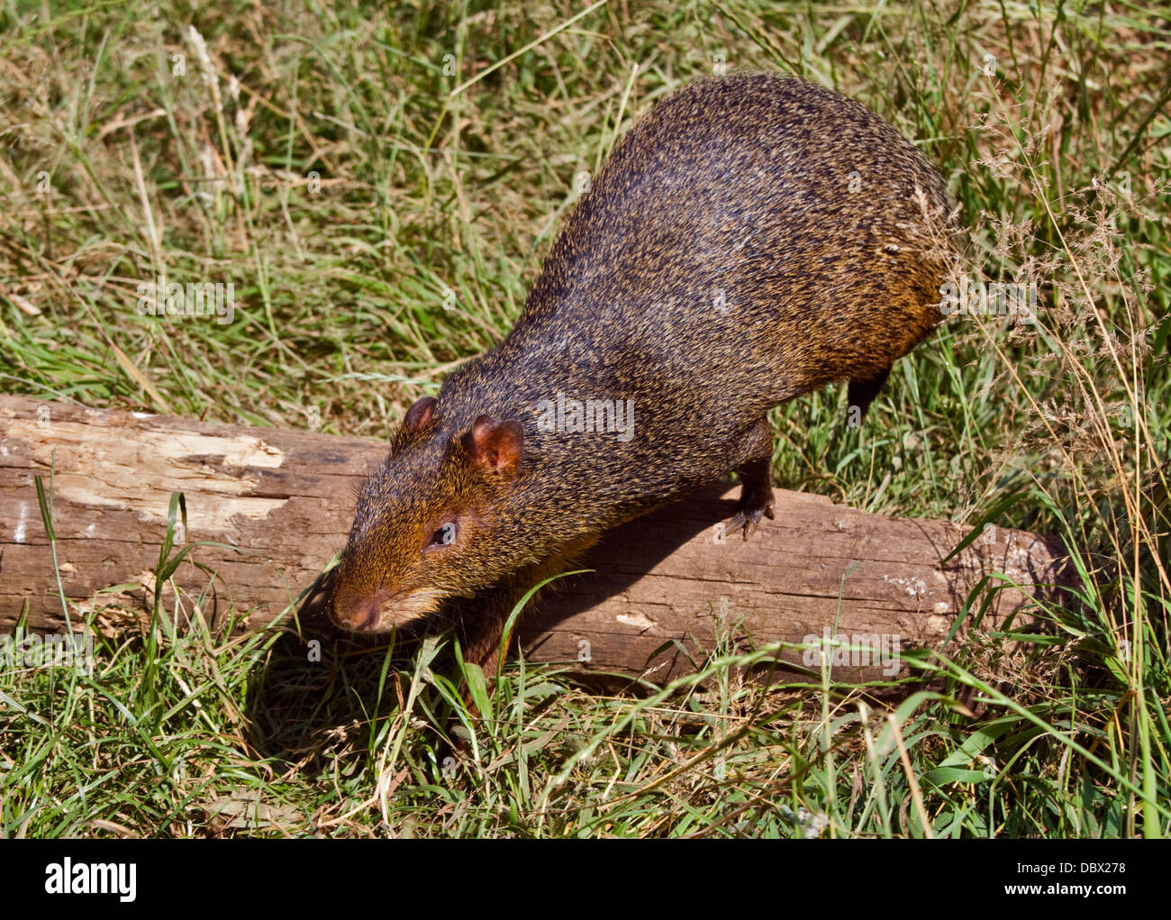 Agouti Rodent Animal Mammal Stock Photos & Agouti Rodent Animal Mammal ...